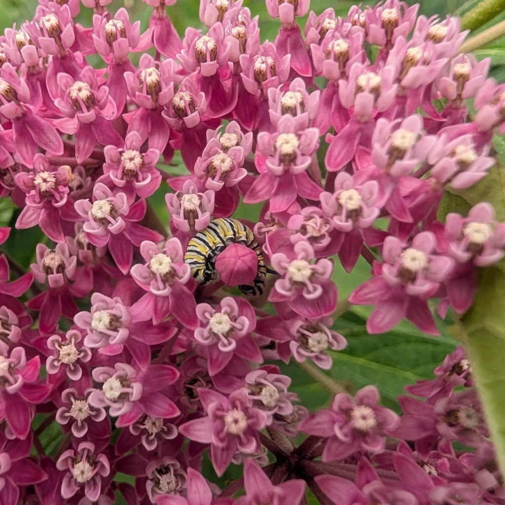 Monarch butterfly tagging down to just 27 from 400 last year – BBEMA